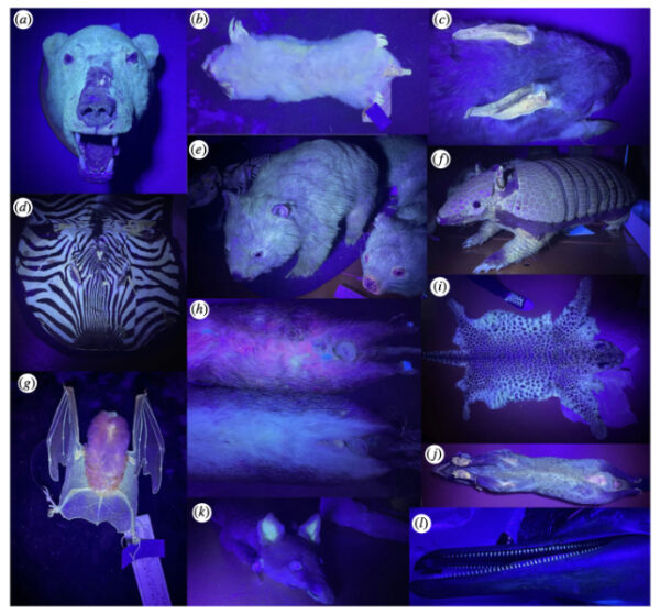 Glowing Wombats: Scientists Discover 125 New Species of Fluorescent ...