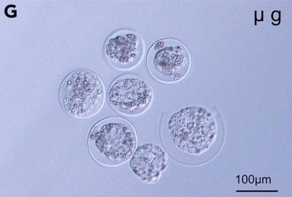 In a Huge First, Mouse Embryos Have Been Grown in Space : ScienceAlert