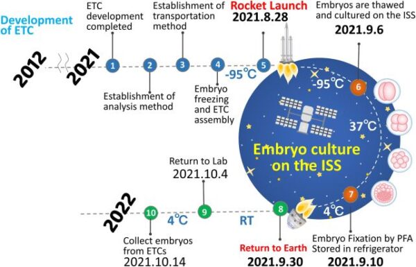In a Huge First, Mouse Embryos Have Been Grown in Space - Science News