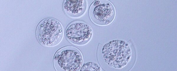 In a Huge First, Mouse Embryos Have Been Grown in Space : ScienceAlert