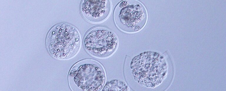 In a Huge First, Mouse Embryos Have Been Grown in Space : ScienceAlert