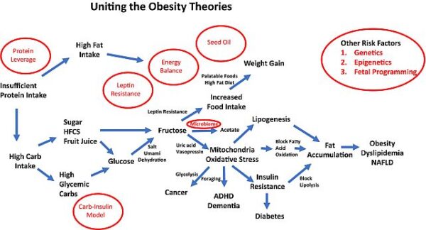 Major Study Claims to Identify The Root Cause of Obesity: Fructose ...