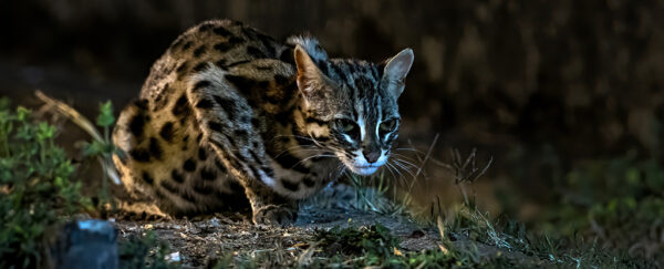 The Secrets of Cat Evolution Have Finally Been Revealed : ScienceAlert