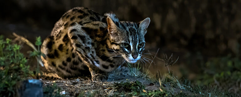 The Secrets of Cat Evolution Have Finally Been Revealed : ScienceAlert