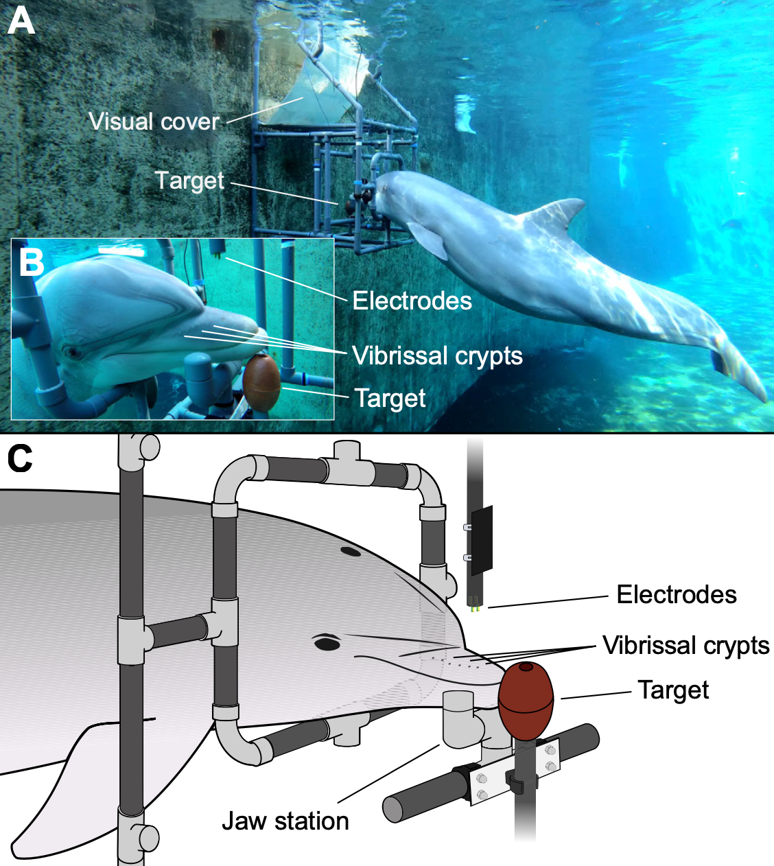 Dolphins Reveal a Mysterious Hidden Sense: They Can Detect Electric ... Dolphins Reveal a Mysterious Hidden Sense: They Can Detect Electric ...