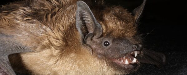 This Bat's Member Is So Exceptionally Large It's Used as an Extra Arm ...