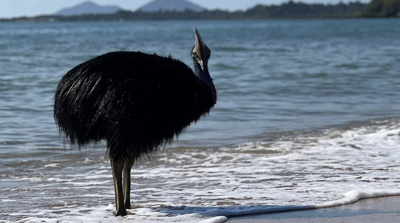 'World's Most Dangerous Bird' Seen Emerging From The Ocean in Australia ...