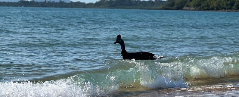 'World's Most Dangerous Bird' Seen Emerging From The Ocean in Australia ...