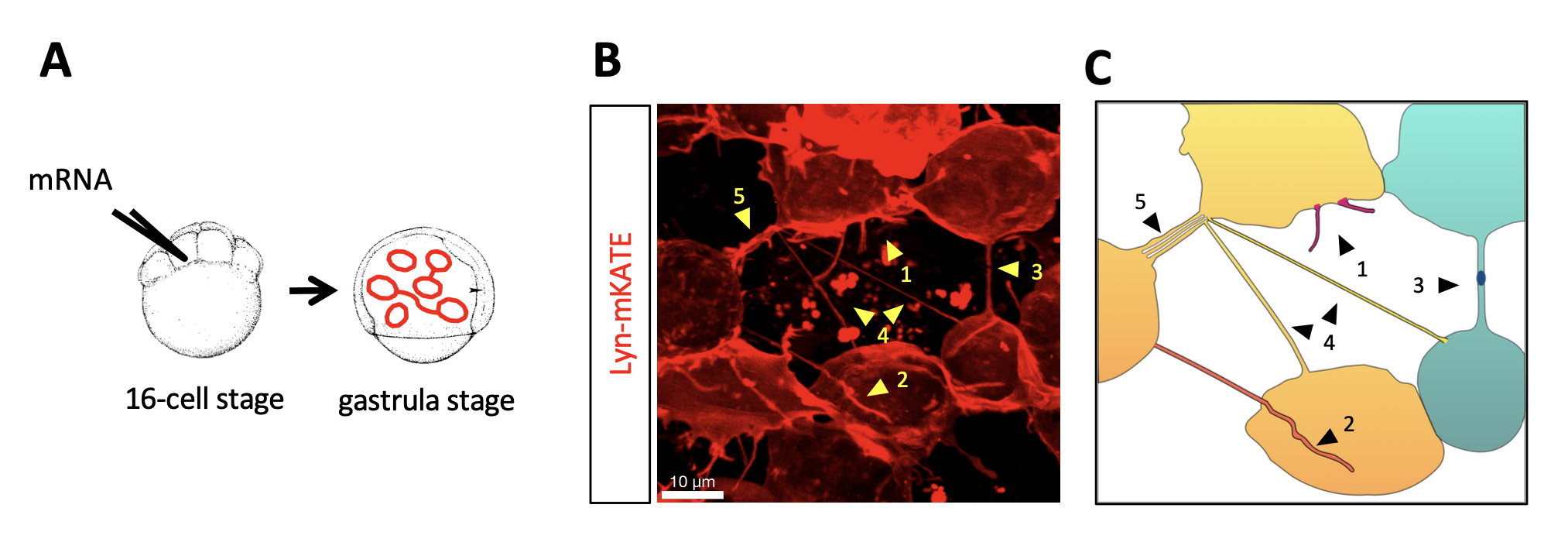 Cells Inside Living Embryos Use Tiny Tubes to Mail Packages to One ...