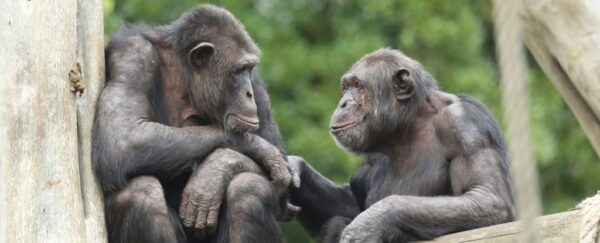Heartwarming Study Shows Non-Human Apes Recognize Friends Even After ...