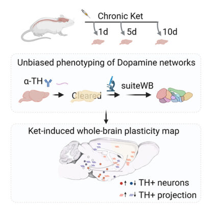 Repeated Ketamine Use Fundamentally Changes The Brain's Dopamine System ...