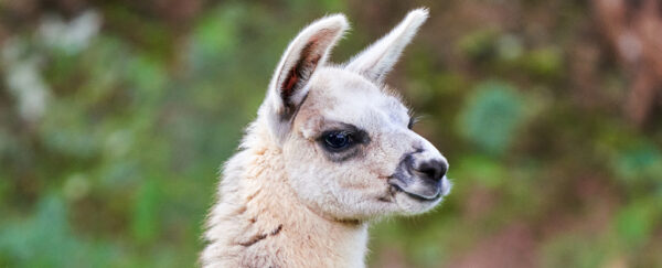 Llamas Hide a Powerful Weapon That Can Fight Deadly Virus Strains ...