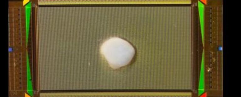Human Brain Cells on a Chip Can Recognize Speech And Do Simple Math ...