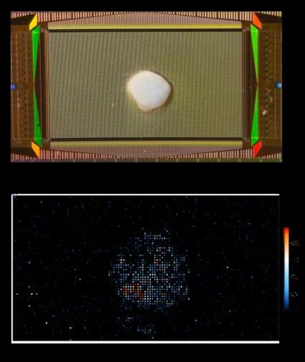 Human Brain Cells on a Chip Can Recognize Speech And Do Simple Math ...