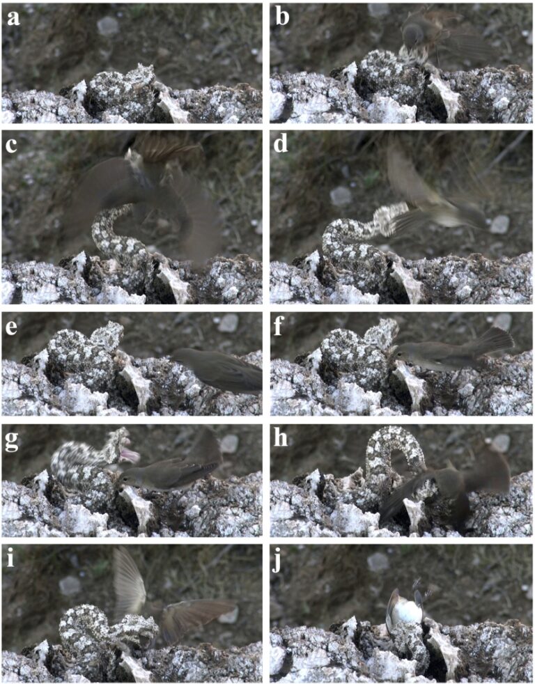 This Might Look Like a Spider, But You're in For a Shock : ScienceAlert