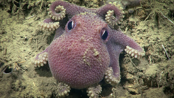 A Record-Sized Deep Sea Coral Reef Was Mapped in The Atlantic, And It's ...