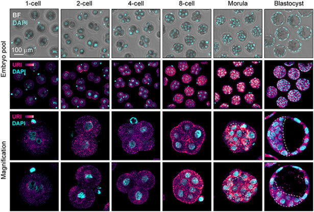 Embryo Development Linked to a 500-Million-Year-Old Viral Infection ...