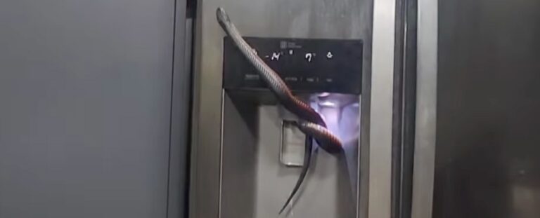Venomous Snake Pulled From a Family's Fridge Water Dispenser in a ...