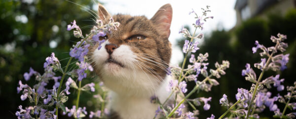 Is Catnip a Mind-Altering Drug For Cats? An Expert Explains. : ScienceAlert