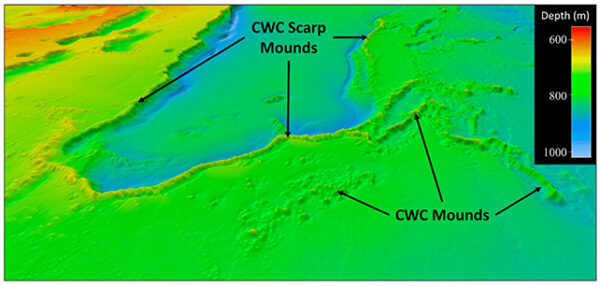 A Record-Sized Deep Sea Coral Reef Was Mapped in The Atlantic, And It's ...