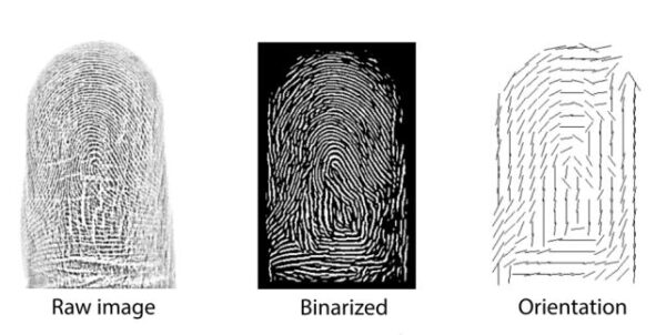 Groundbreaking Study Reveals Your Fingerprints Aren't as Unique as We ...