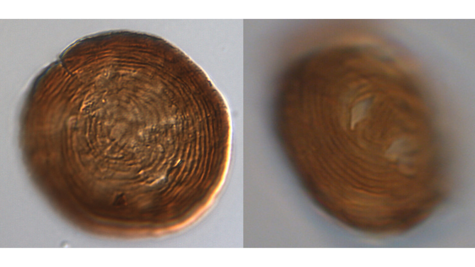 Bizarre Fossils Are Neither Plant Nor Animal, But a 'Weird Fusion' of ...
