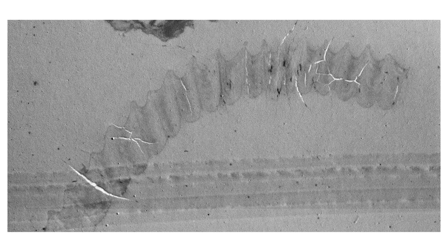 Bizarre Fossils Are Neither Plant Nor Animal, But a 'Weird Fusion' of ...