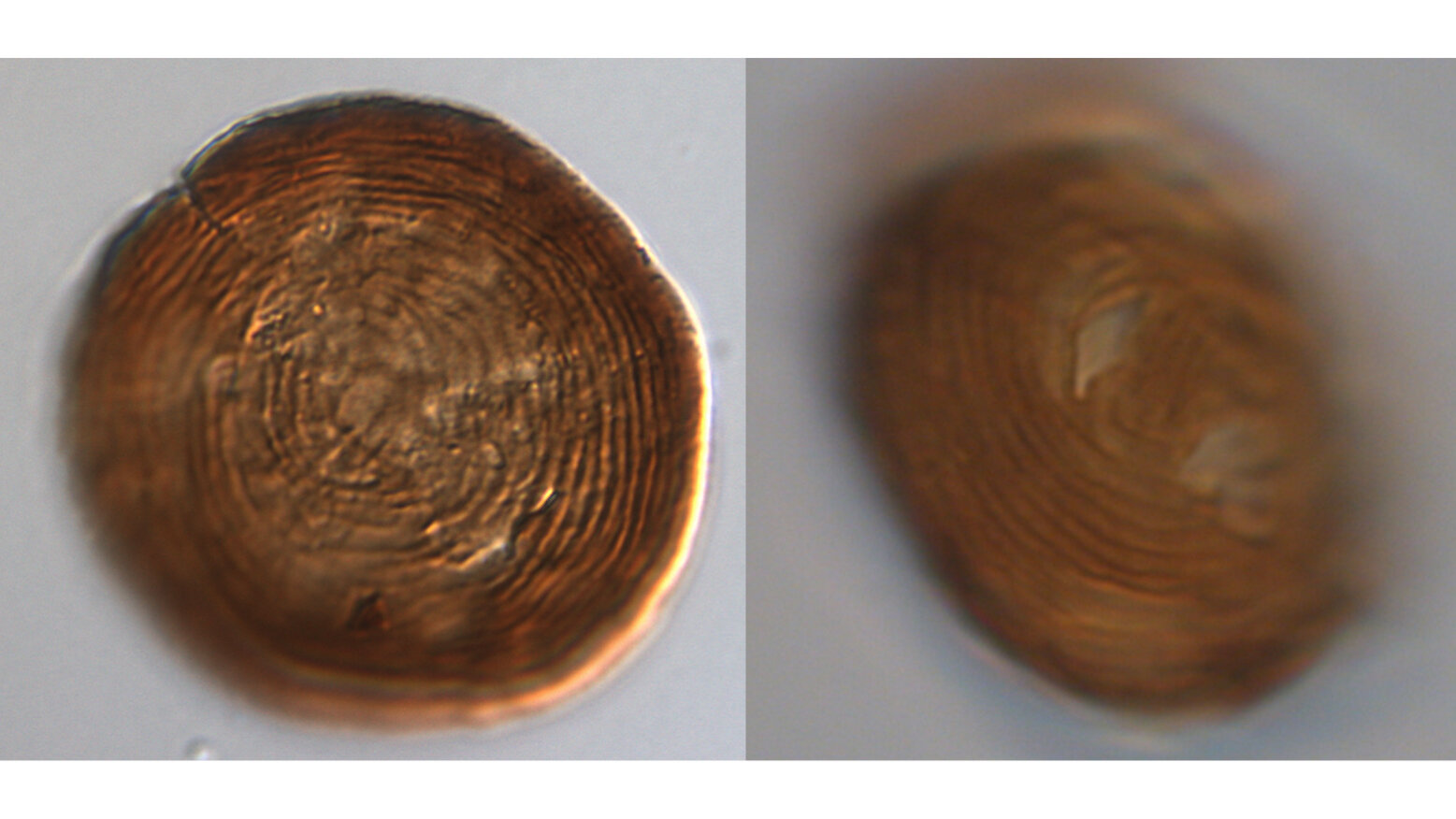 Bizarre Fossils Are Neither Plant Nor Animal, But a 'Weird Fusion' of ...