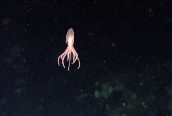 Four New Octopus Species Discovered in Deep-Sea Paradise Off The Coast ...