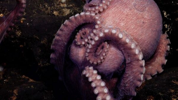 Four New Octopus Species Discovered in Deep-Sea Paradise Off The Coast ...