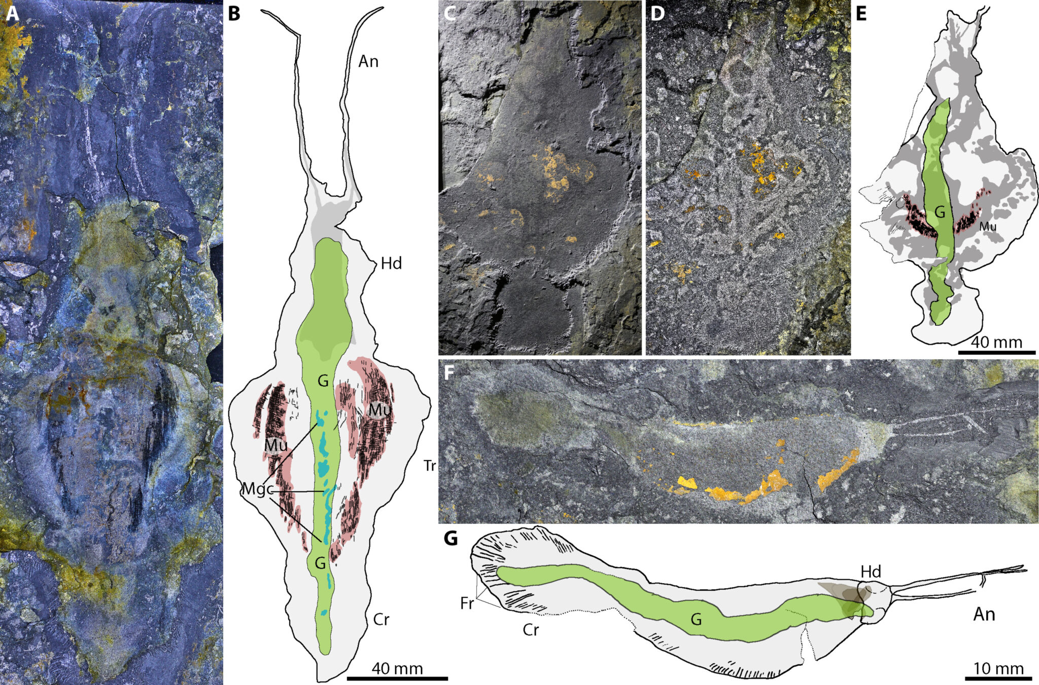 'Giant' Predator Worm That Ruled Ancient Oceans Discovered in Greenland ...