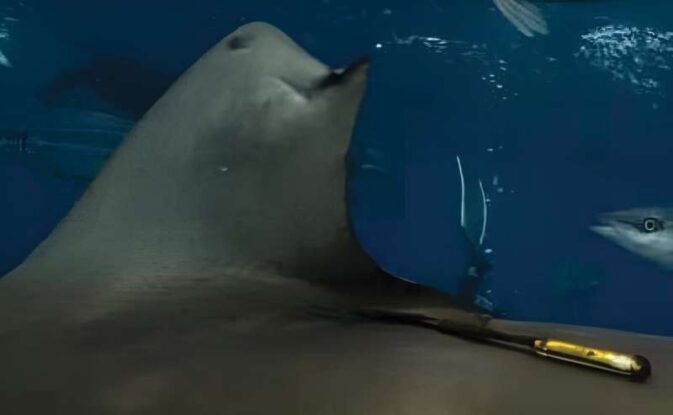 Shark's Torn Fin Seen Regenerated a Year Later in an Incredible First ...
