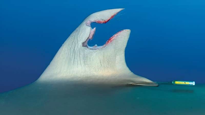 Shark's Torn Fin Seen Regenerated a Year Later in an Incredible First ...