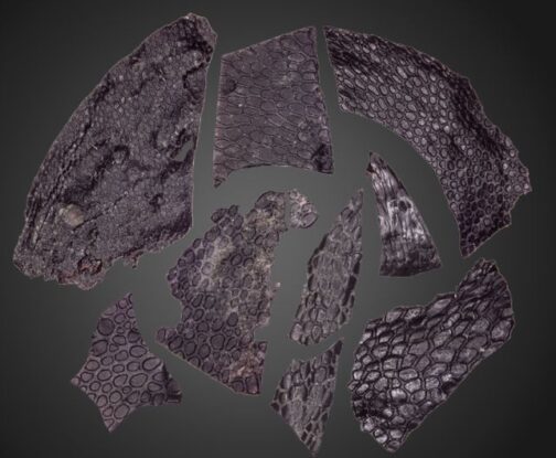 This Tiny Texture on Rock Is The Earliest Known Fossil of Skin. It's ...