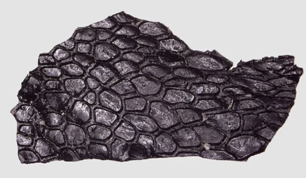 This Tiny Texture on Rock Is The Earliest Known Fossil of Skin. It's 290 Million Years Old ...