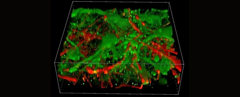 World's First 3D-Printed Neural Tissue Grows And Functions Like a Human ...
