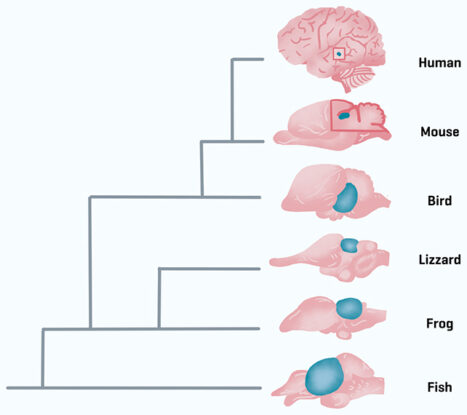A Tiny, Pea-Sized Thing in Your Brain May Be Much More Important Than ...