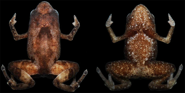This Insanely Tiny Frog Could Be as Small as Vertebrates Get : ScienceAlert
