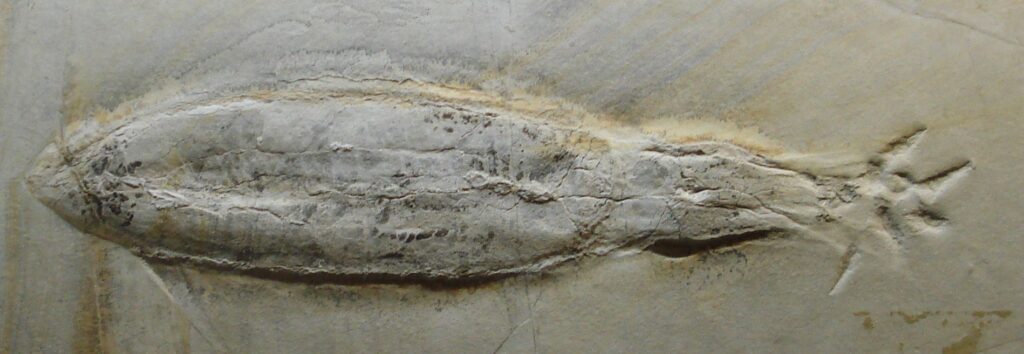 This Ancient Vampire Squid Is Destined to Clutch Its Last Prey Forever ...