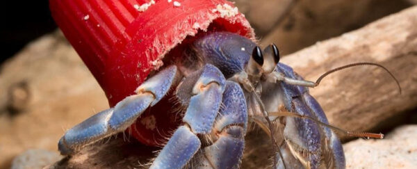 More And More Hermit Crabs Are Wearing Trash as a Home Instead of ...