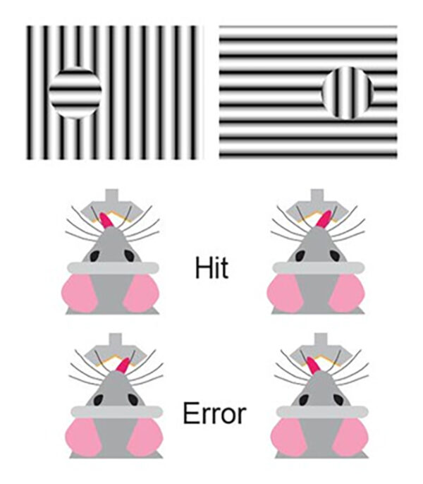 A Tiny, Pea-Sized Thing in Your Brain May Be Much More Important Than ...