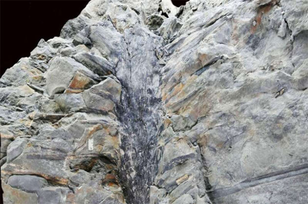 Rare 3D Fossil of Trees Older Than Dinosaurs Reveals Bizarre Alien-Like ...
