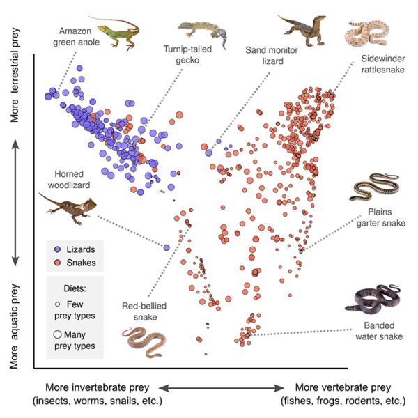 The Snake Is The Spearhead of Reptile Evolution, But Why? : ScienceAlert