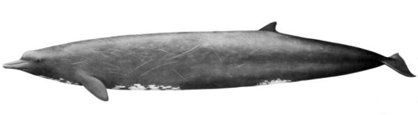 One of The World's Most Mysterious Whales Shows Signs of Holding ...