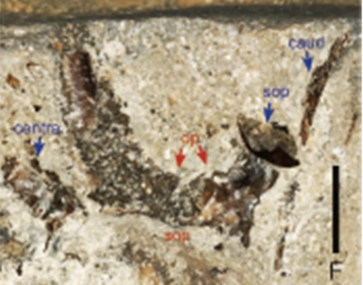 This Ancient Vampire Squid Is Destined to Clutch Its Last Prey Forever ...