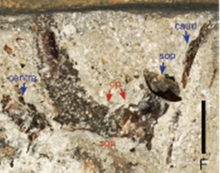 This Ancient Vampire Squid Is Destined to Clutch Its Last Prey Forever ...