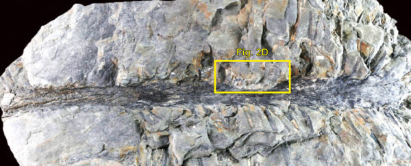 Rare 3D Fossil of Trees Older Than Dinosaurs Reveals Bizarre Alien-Like ...