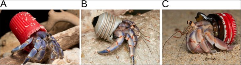 More And More Hermit Crabs Are Wearing Trash as a Home Instead of ...