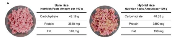 Scientists Invent New Hybrid Food by Growing Beef Inside Grains of Rice ...