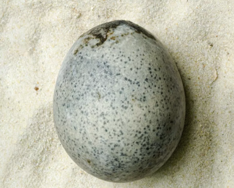 Amazingly Preserved Roman-Era Egg Is Still Full of Liquid 1,700 Years ...